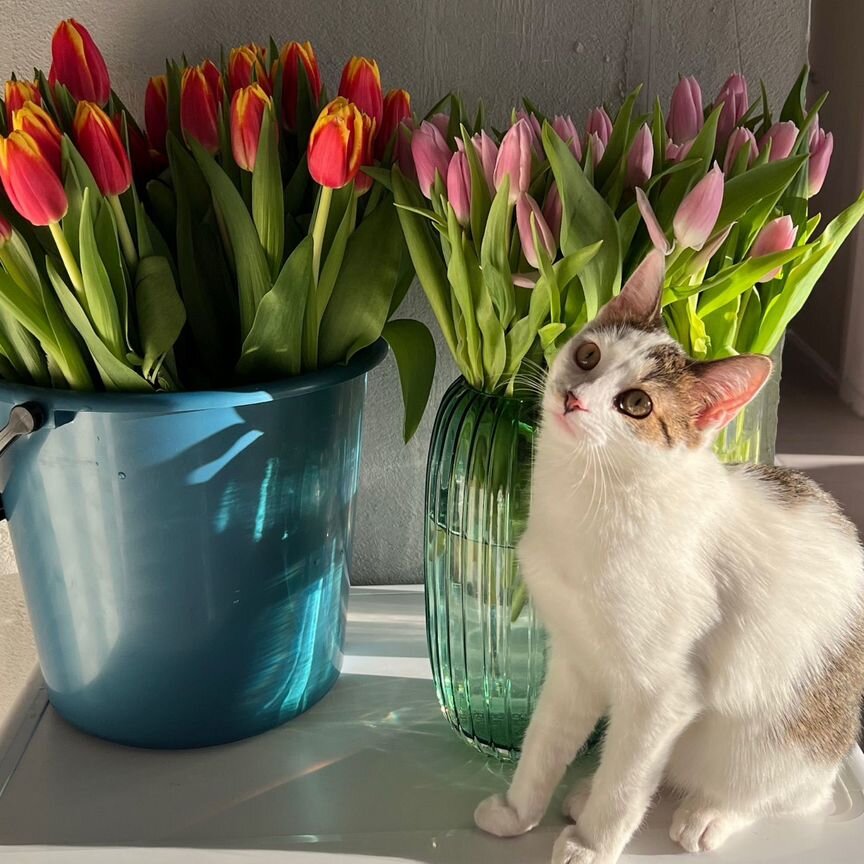 Котёнок в добрые руки