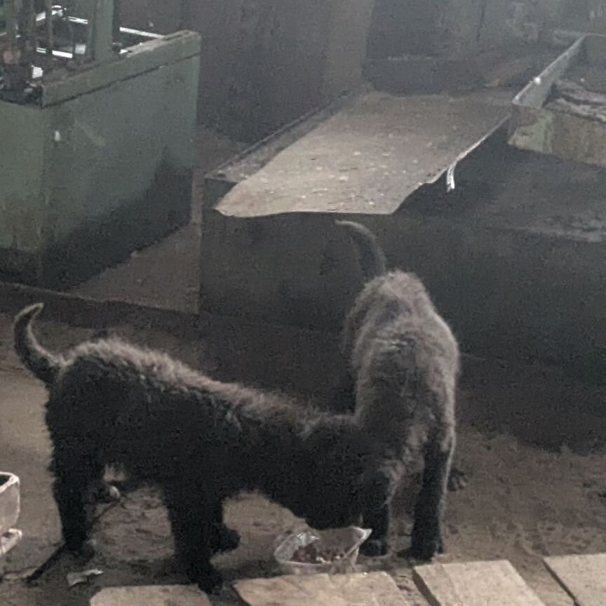 Щенок в добрые руки