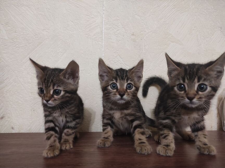 Бенгальские котята