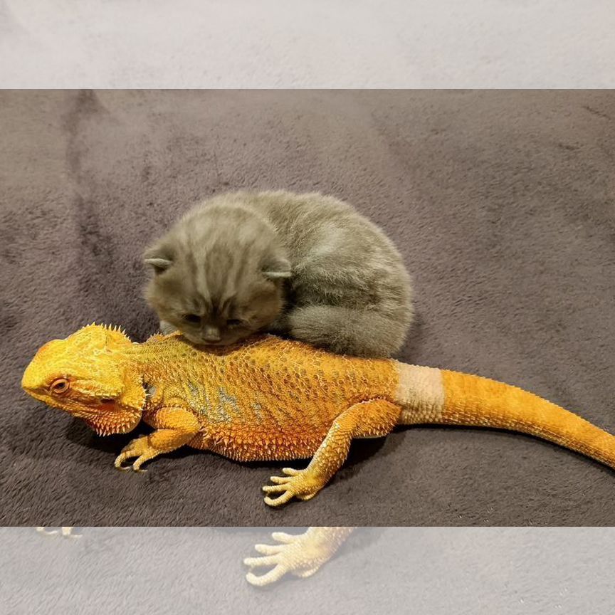 Шотландский вислоухий короткошёрстный котёнок