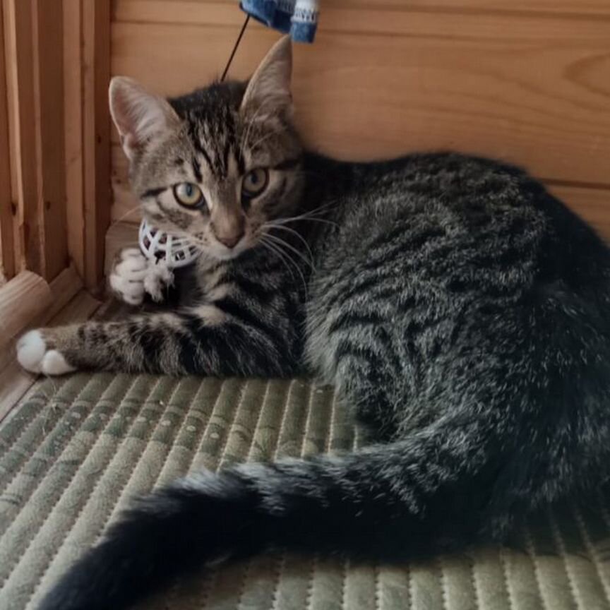 Котята