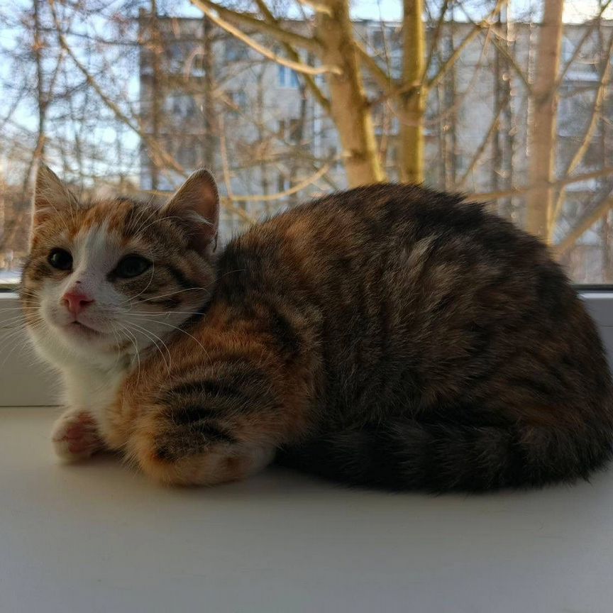 Европейский короткошёрстный котёнок