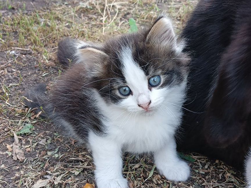 Милые котята ищут дом