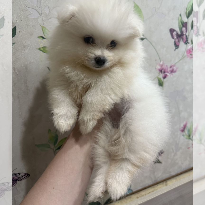 Немецкий шпиц, щенок