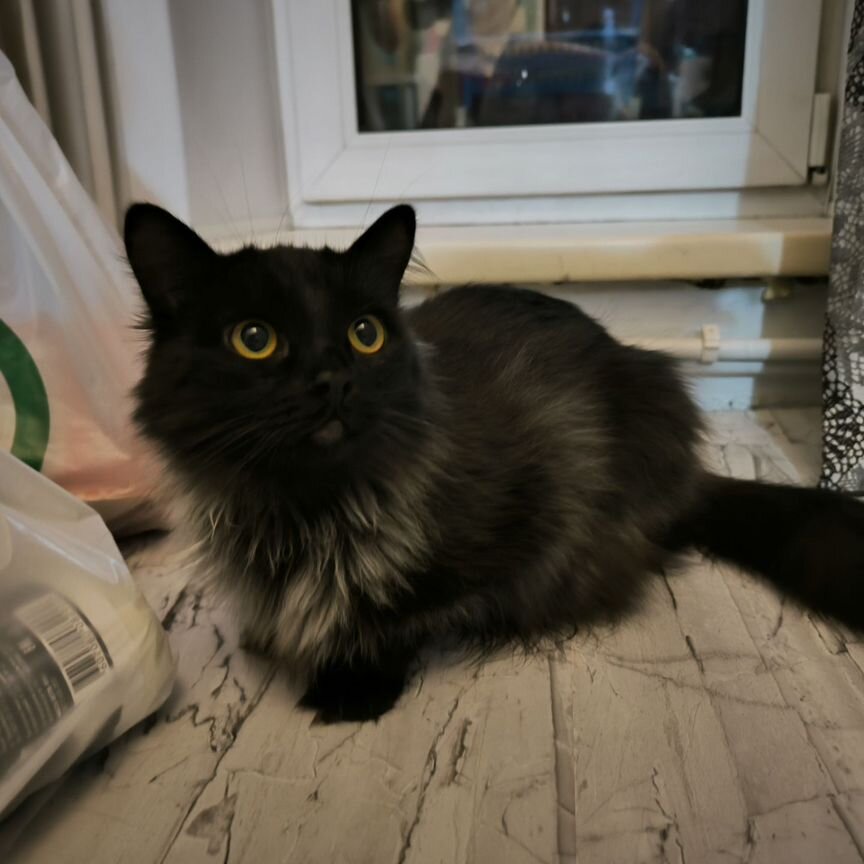 Коты бесплатно