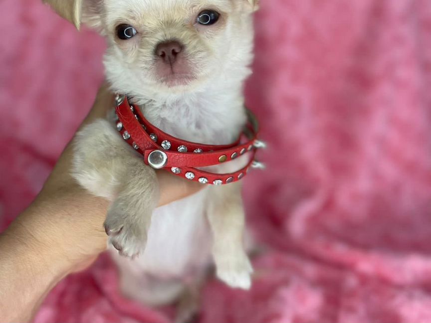 Чихуахуа мальчик бэби фейс