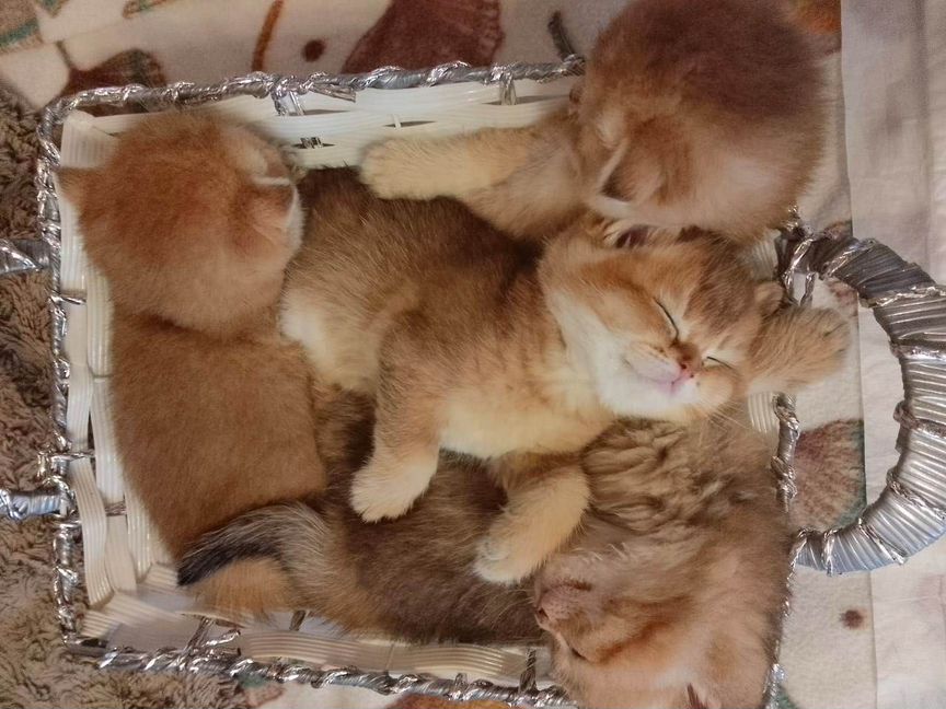 Шотландские котята Золотая шиншилла