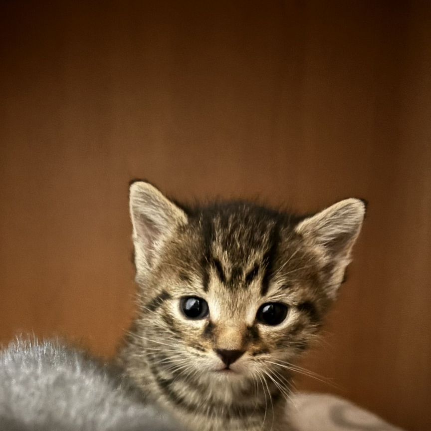 Котята бесплатно