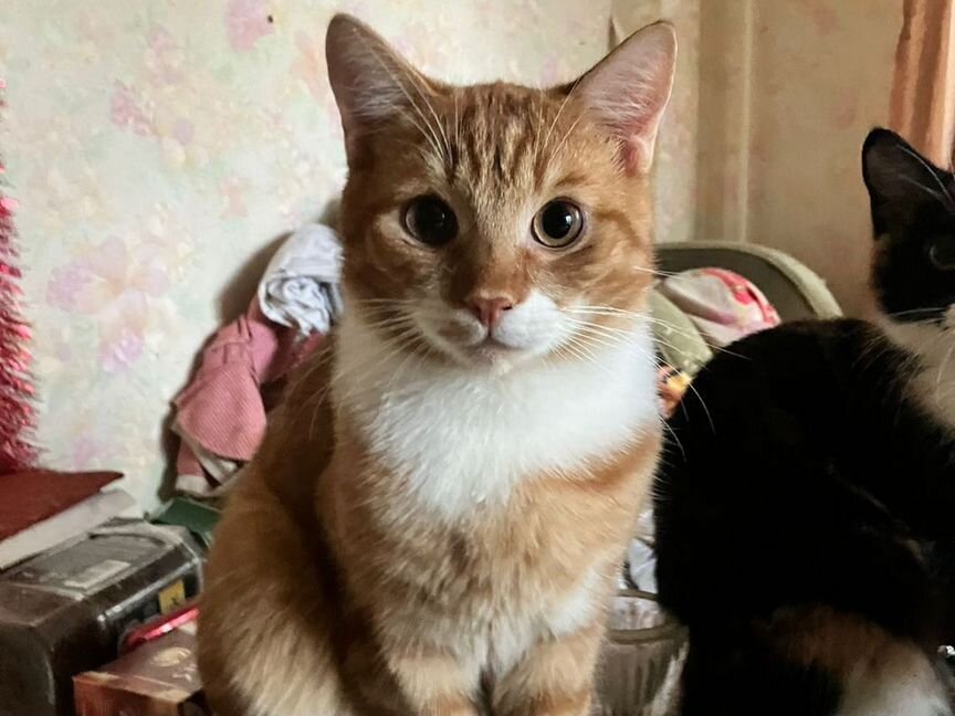 Котик ласковый глаза бусины в добрые руки