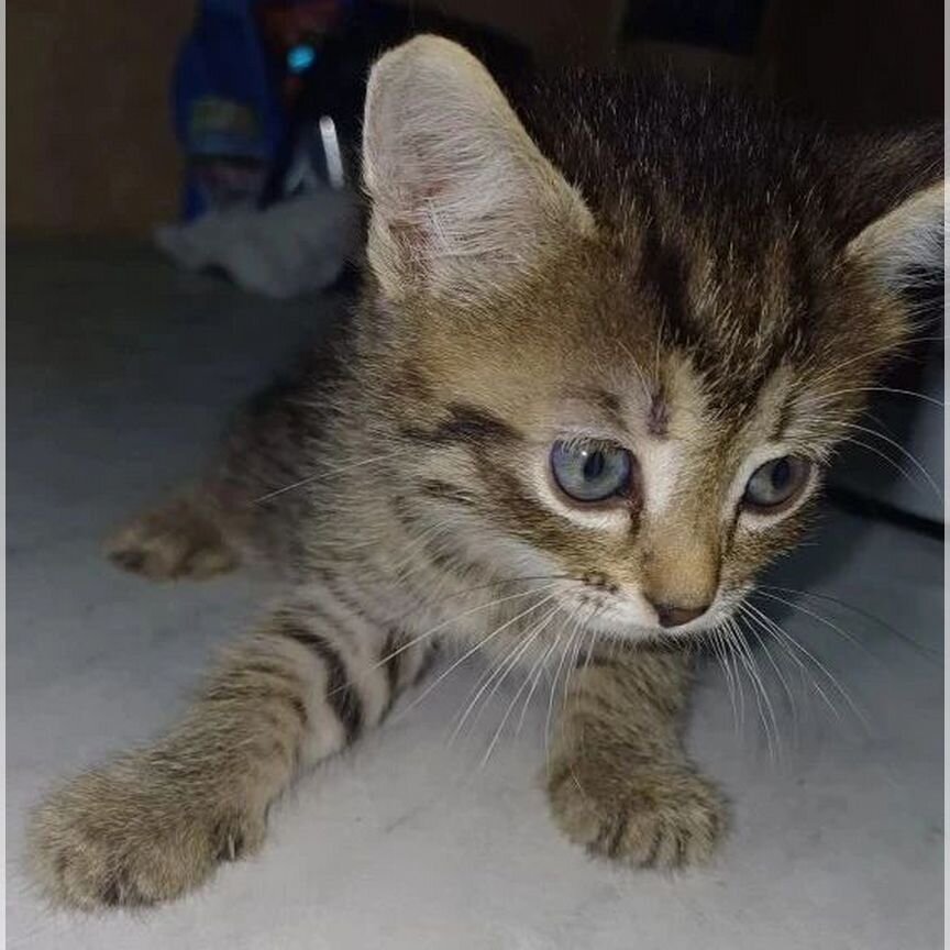 Котёнок в добрые руки
