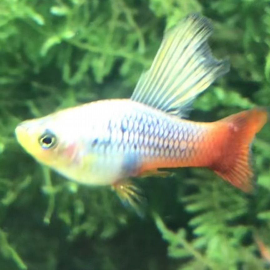 Пецилии трехцветные
