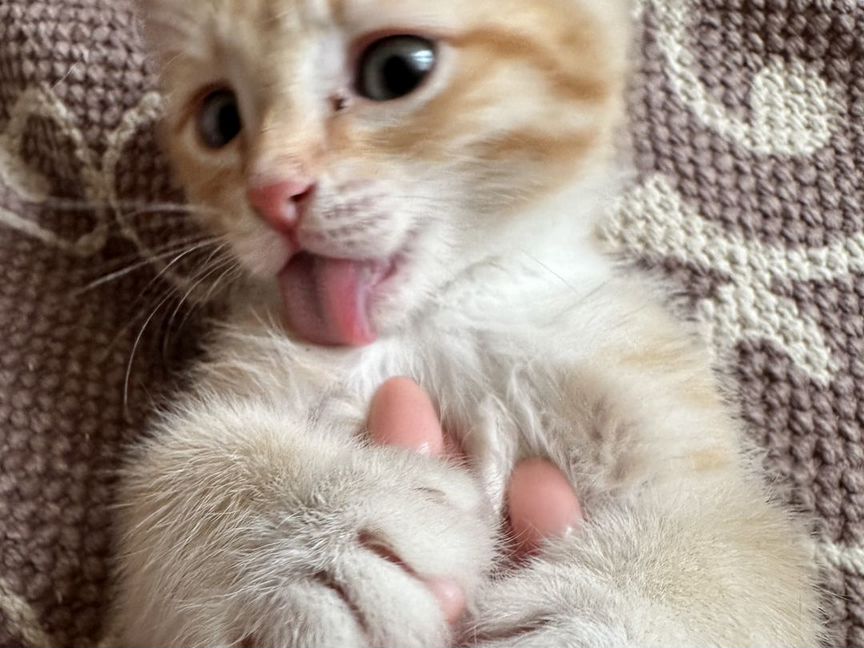 Рыжий котенок