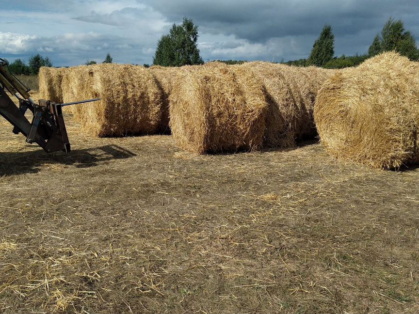 Солома ячменная в тюках