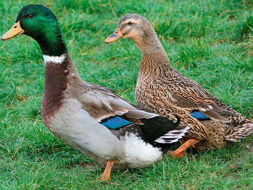 Подсадные утки