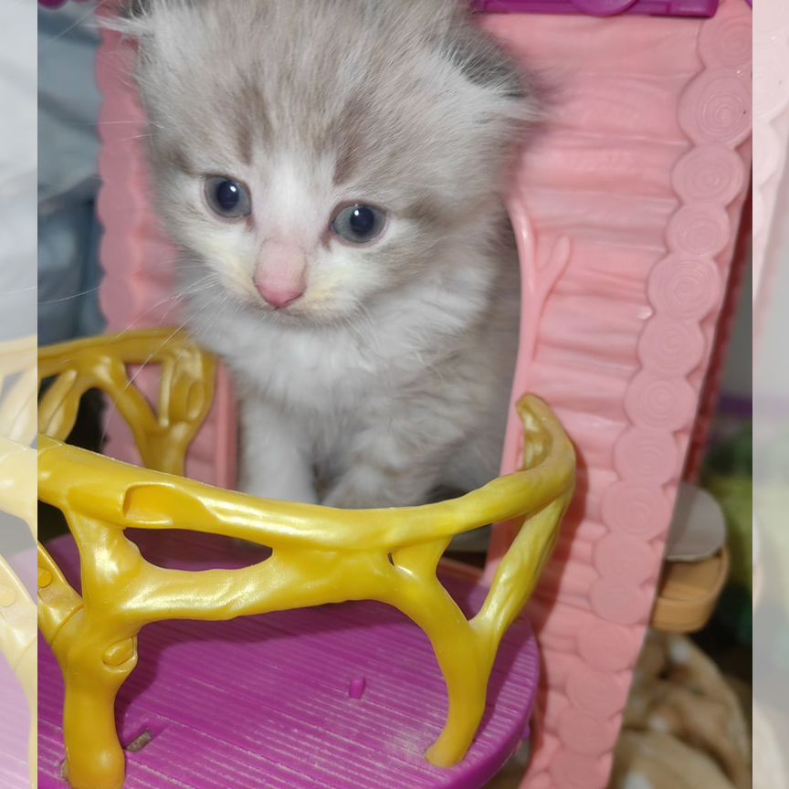 Шотландский вислоухий длинношёрстный котёнок