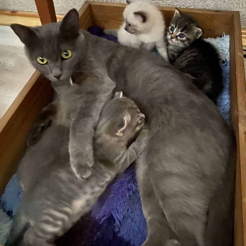 Отдам котят в хорошие руки