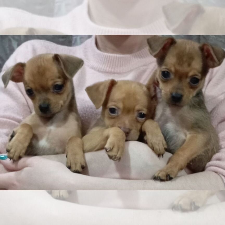 Русский той-терьер, щенок