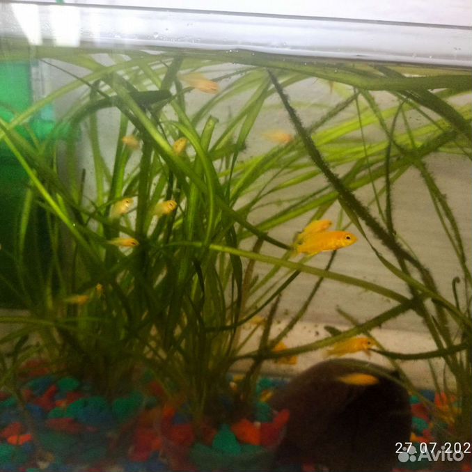 Аквариумные рыбки цихлиды еллоу