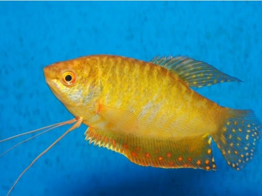 Гурами Золотистый
