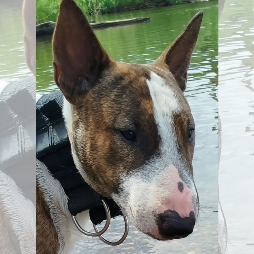 Мини-бультерьер, вязка