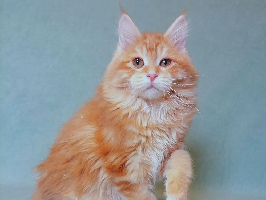 Котик курильского бобтейла