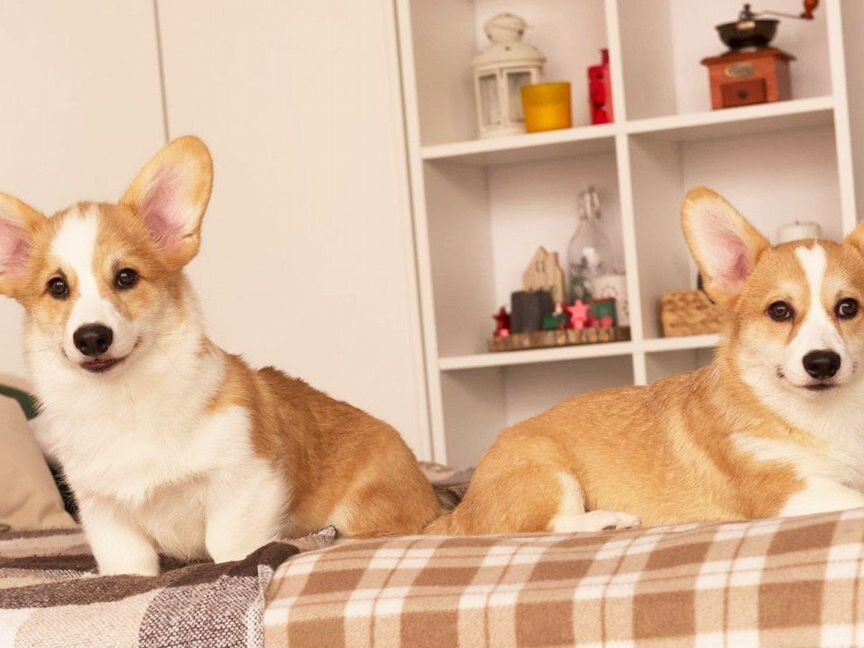 Вельш-корги пемброк