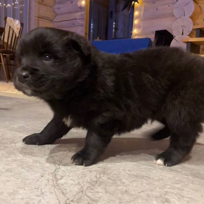 Лайка, щенок