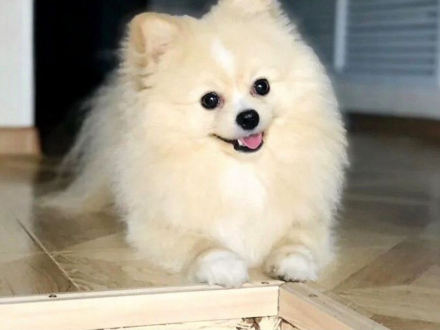 Шпицы. Кобели Вязка