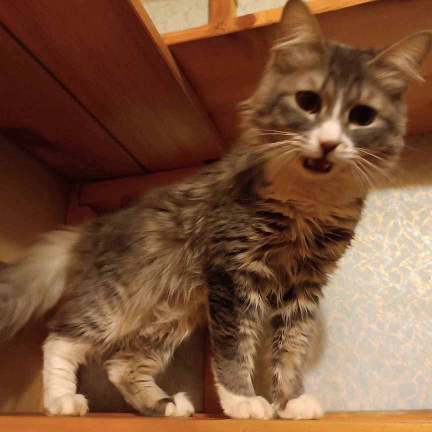 Котёнок в добрые руки