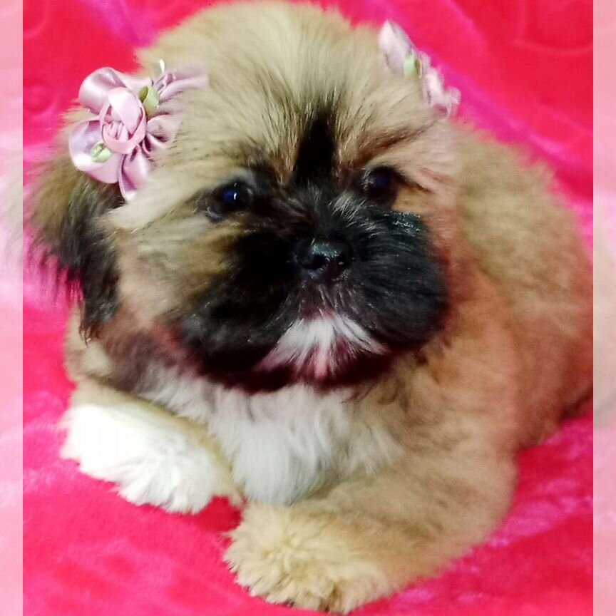 Ши-тцу, щенок