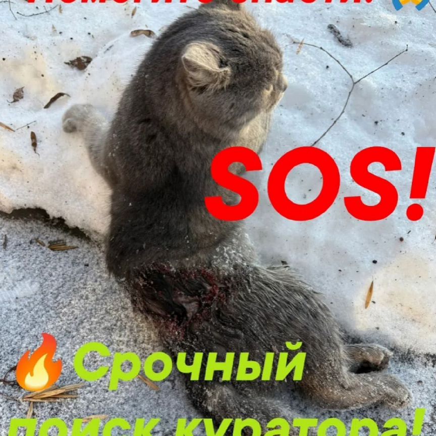 Взрослый кот в добрые руки