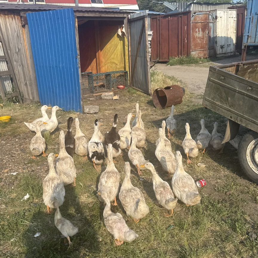 Утки