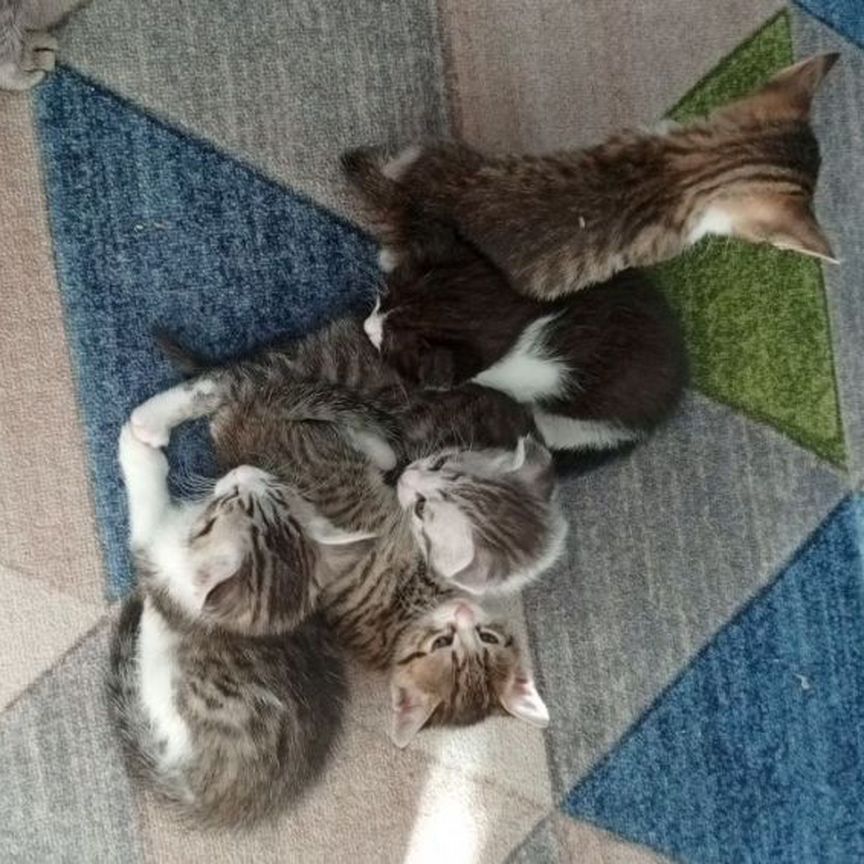 Котята в добрые руки 1.5 месяц. Лоток знают