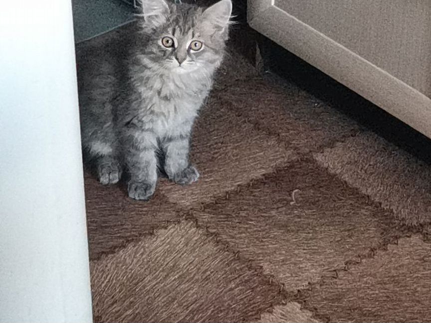 Котенок ищет любящих хозяев