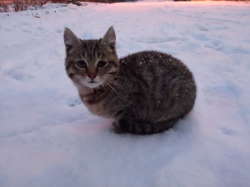 Котенок на морозе