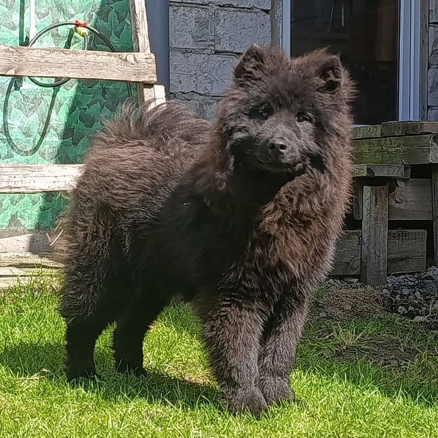 Евразиер, щенок