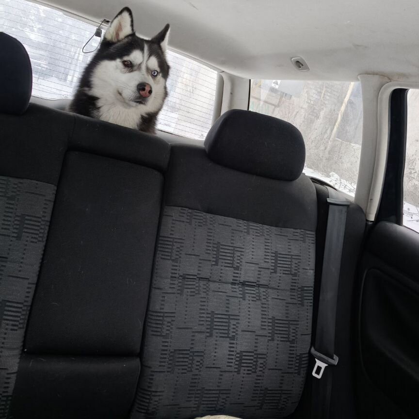 Сибирский хаски, вязка