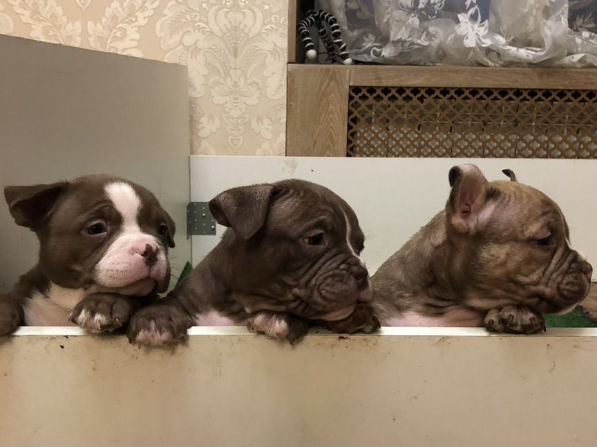 Американский булли покет щенки