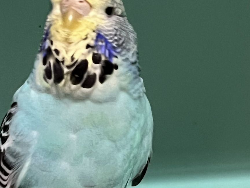 Волнистый попугай