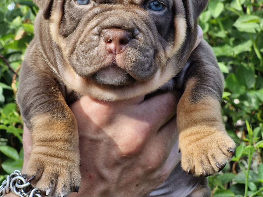 Американский булли