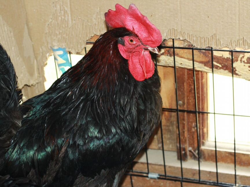 Семья маранов, цыплята и помеси