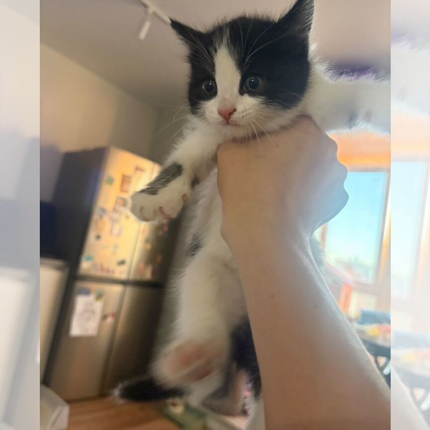 Котёнок в добрые руки
