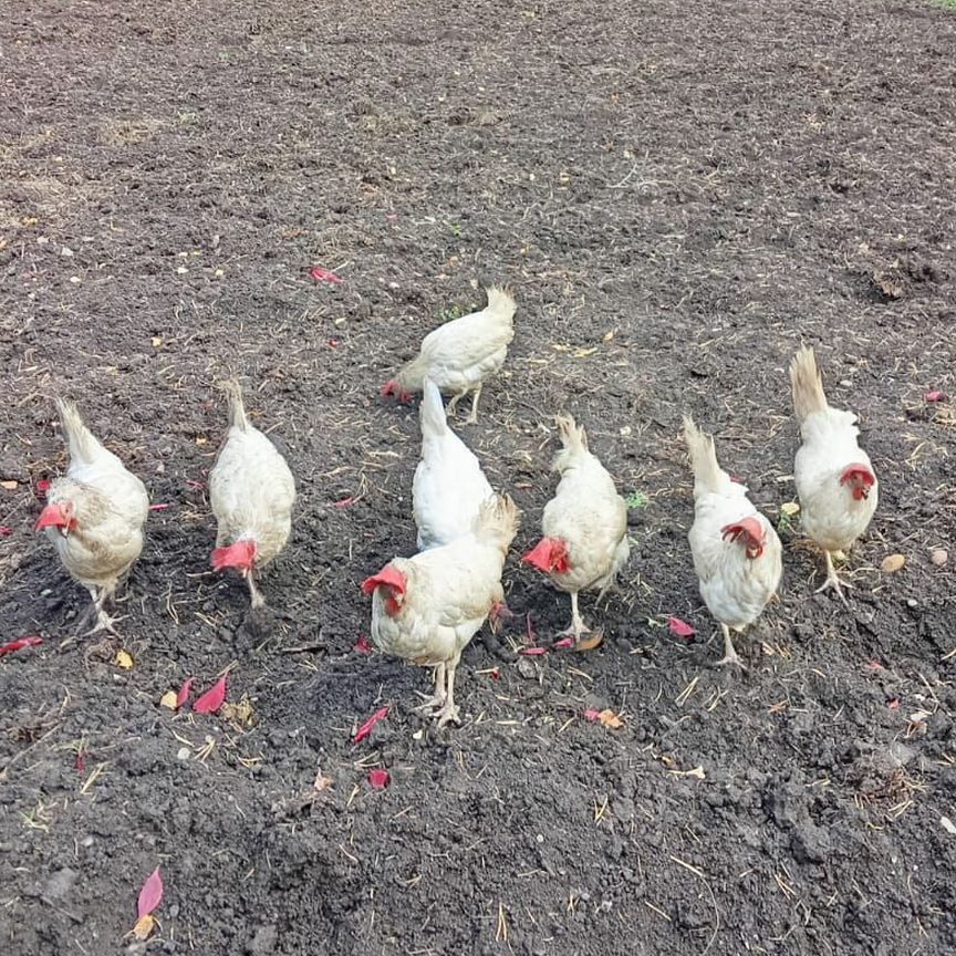 Куры несушки продам
