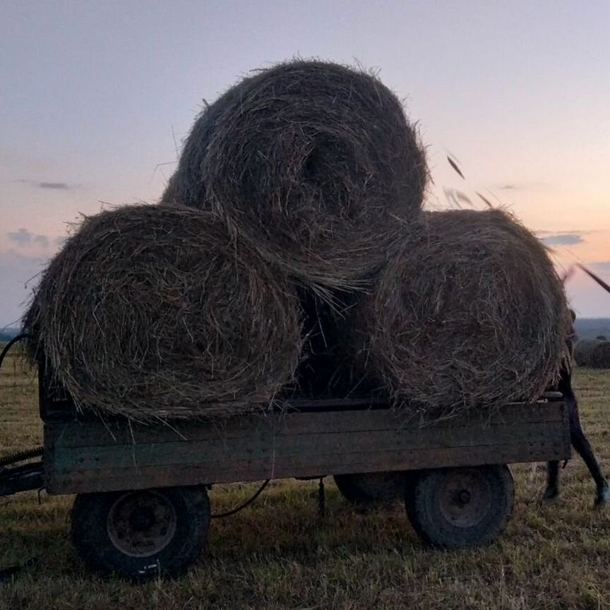 Продам сено в рулонах