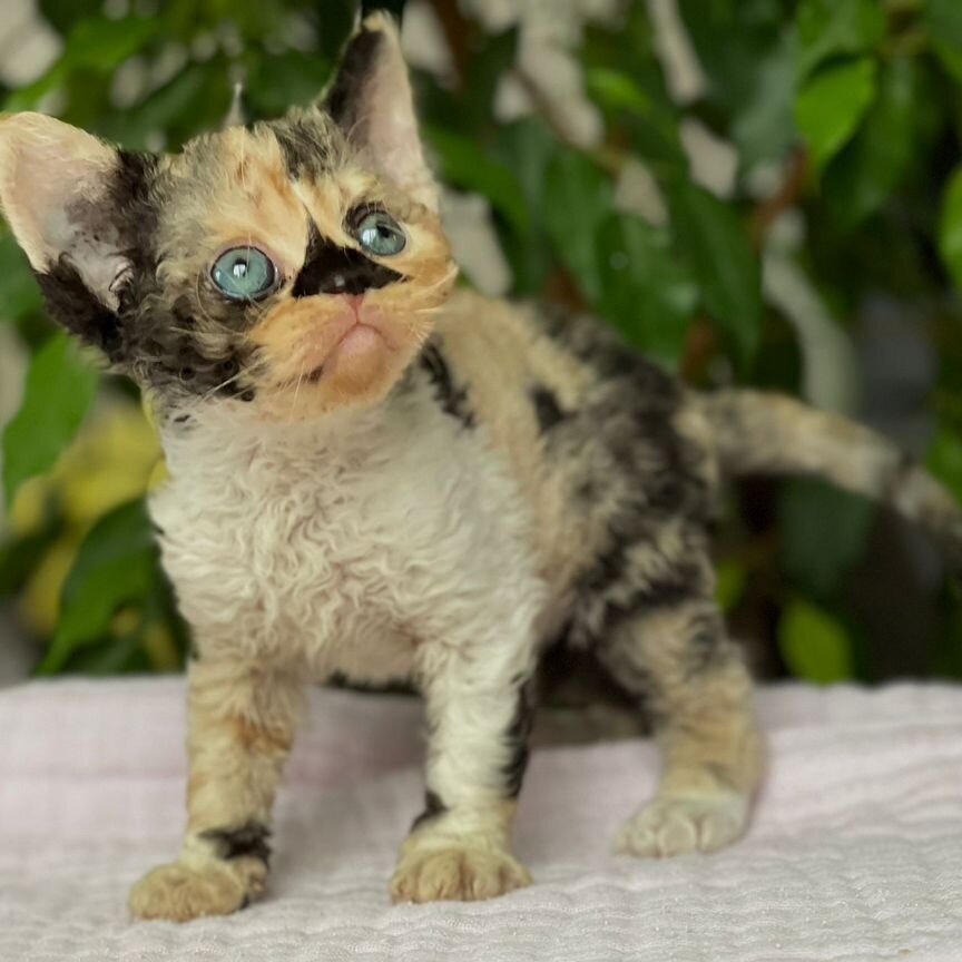Котята девон-рекс