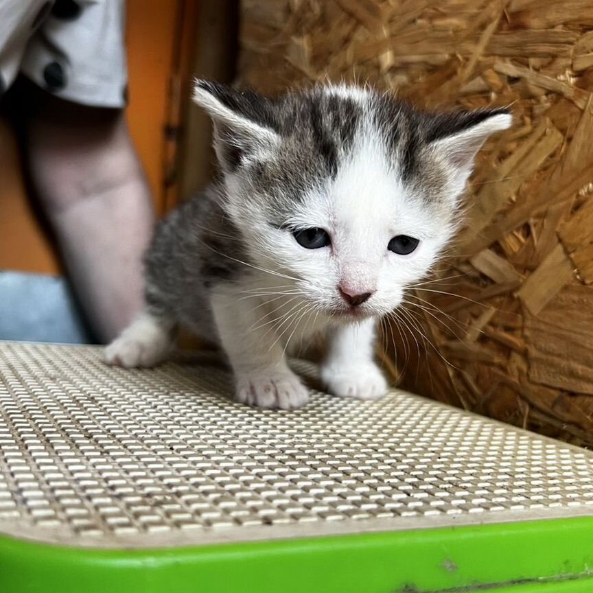 Котёнок в добрые руки