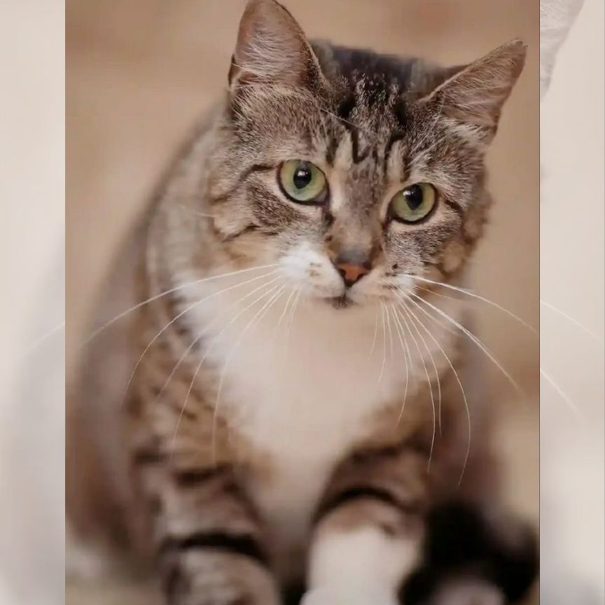 Невский маскарадный котёнок