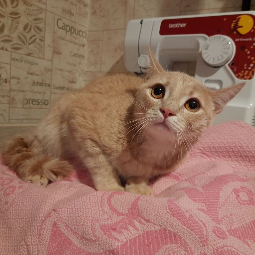 Молодой кот