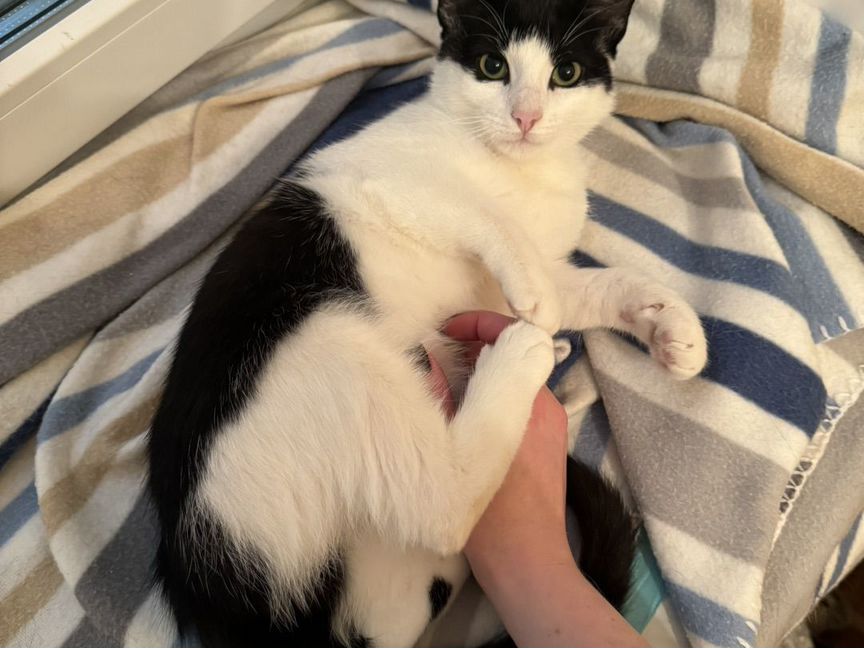 Ласкуша Шейли