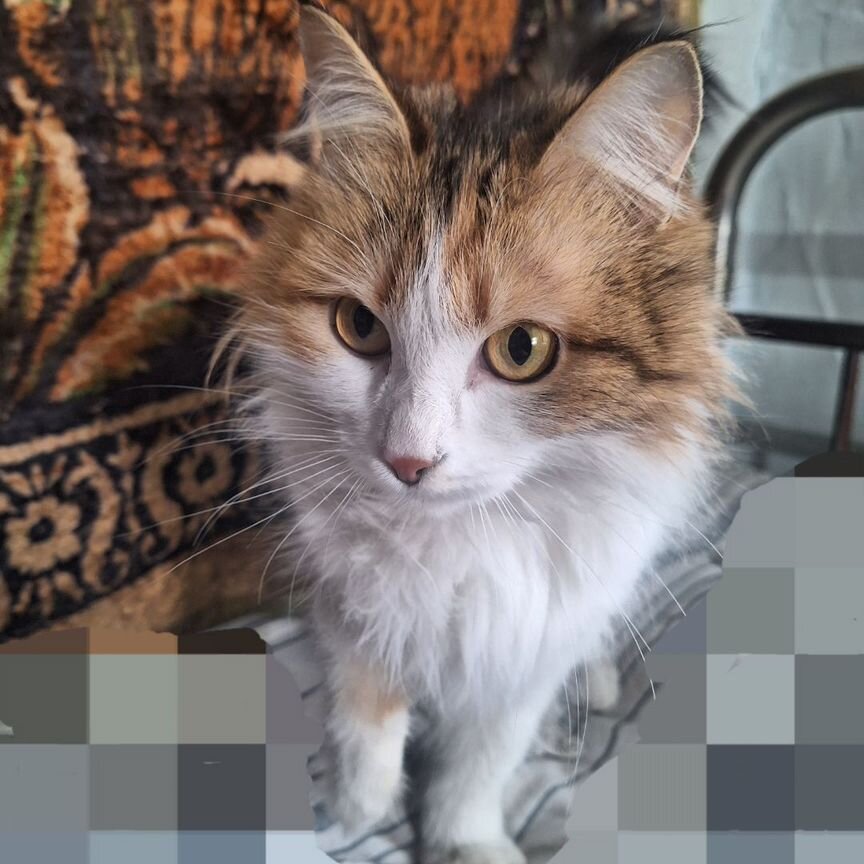 Кошка мышеловка